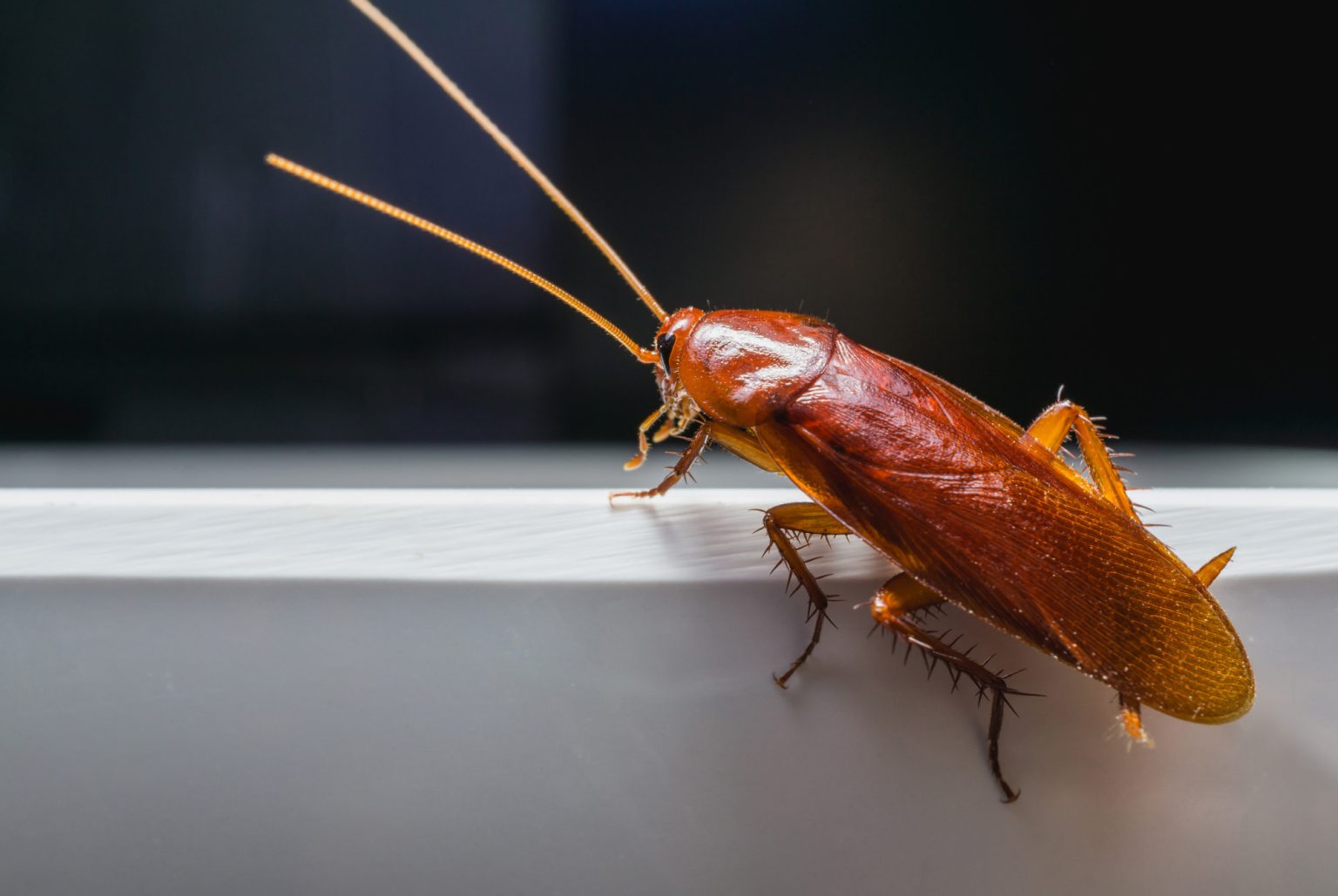 All Pest Control Services Abu Dhabi | Residential & Commercial